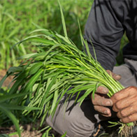 M.P Agro Bazaar – Agriculture & Organic Products Marketplace in Madhya ...